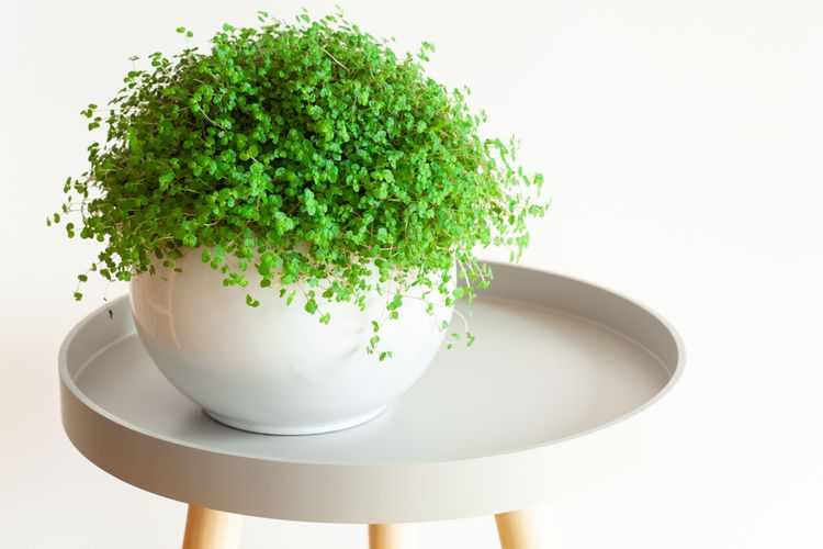 Rodinné šťastie (Soleirolia) – Pestovanie, polievanie. Izbový kvet ...