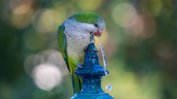 Chov anduliek doma či vonku – klietka, správanie, krmivo, rozmnožovanie ...